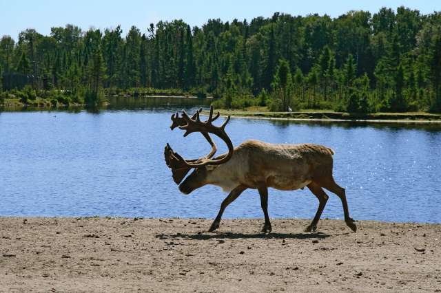 Le Caribou forestier cheval de bataille d’Alliance forêt boréale